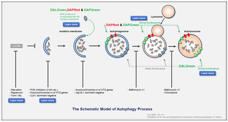 Autophagy : Reagent Selection Guide DOJINDO LABORATORIES
