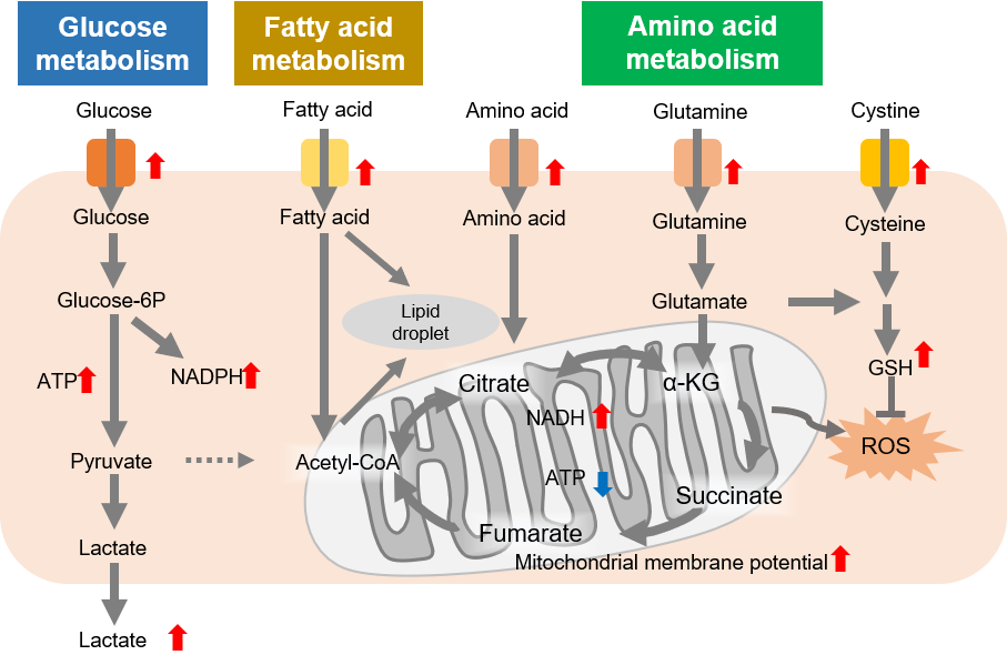 Metabolism within the cell - a powerful tool in understanding disease ...