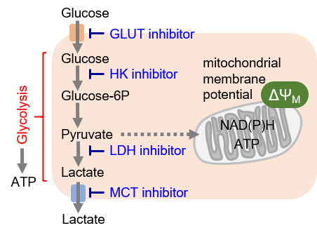 Metabolism within the cell - a powerful tool in understanding disease ...