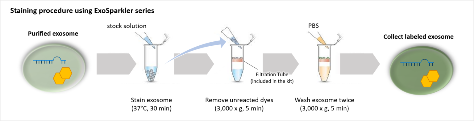 Exosome Protein Fluorescent Staining ExoSparkler Exosome Protein ...