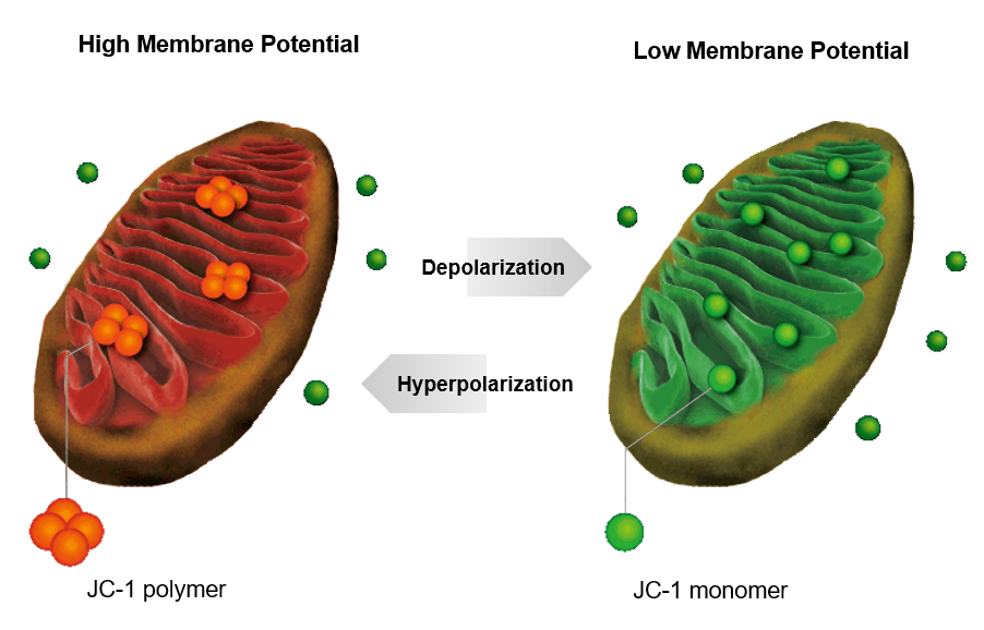 Mitochondrial Membrane Potential Detection JC-1 MitoMP Detection Kit ...