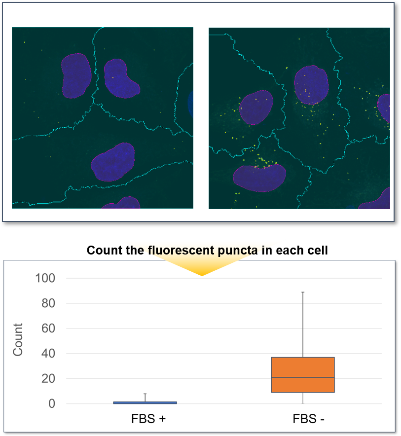 Autophagy (Autophagosome) Detection DAPGreen - Autophagy Detection Dojindo