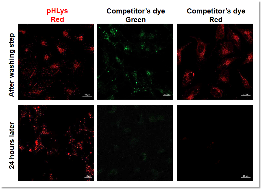 Lysosomal pH Detection Reagent Red pHLys Red - Lysosomal Acidic pH ...