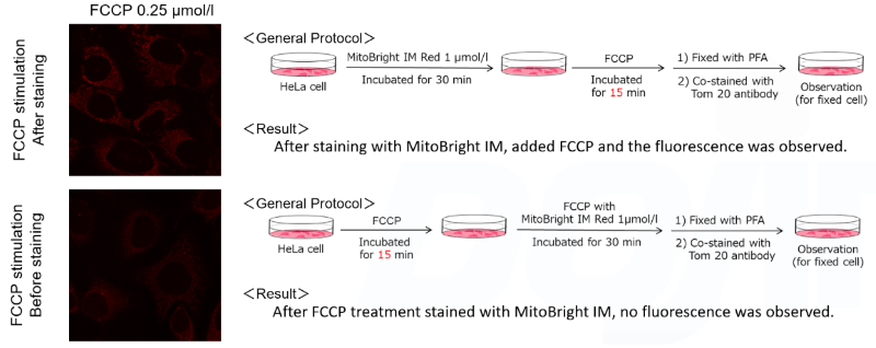 Mitochondria Fluorescent Probe for Immunostaining Red MitoBright IM Red ...