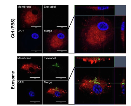 Cell Membrane Staining PlasMem Bright Red Dojindo