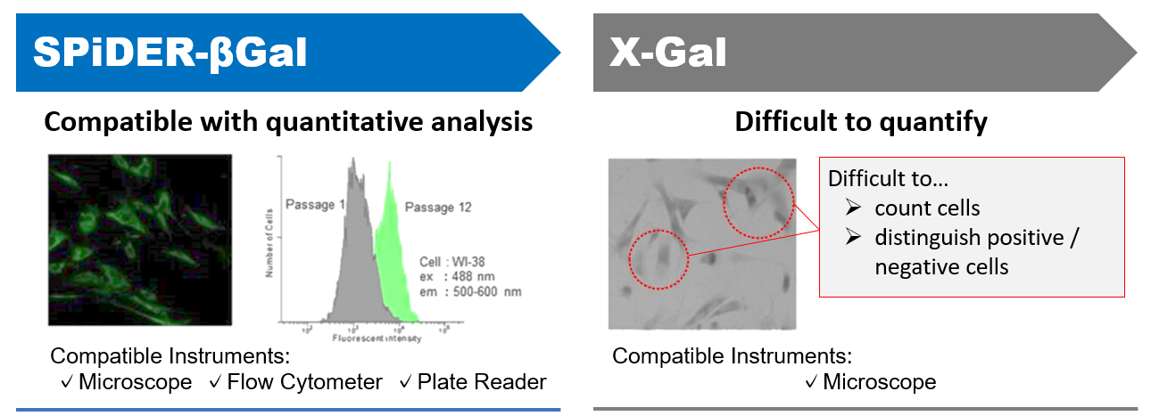 Senescence Cell Detection Cellular Senescence Detection Kit - SPiDER ...