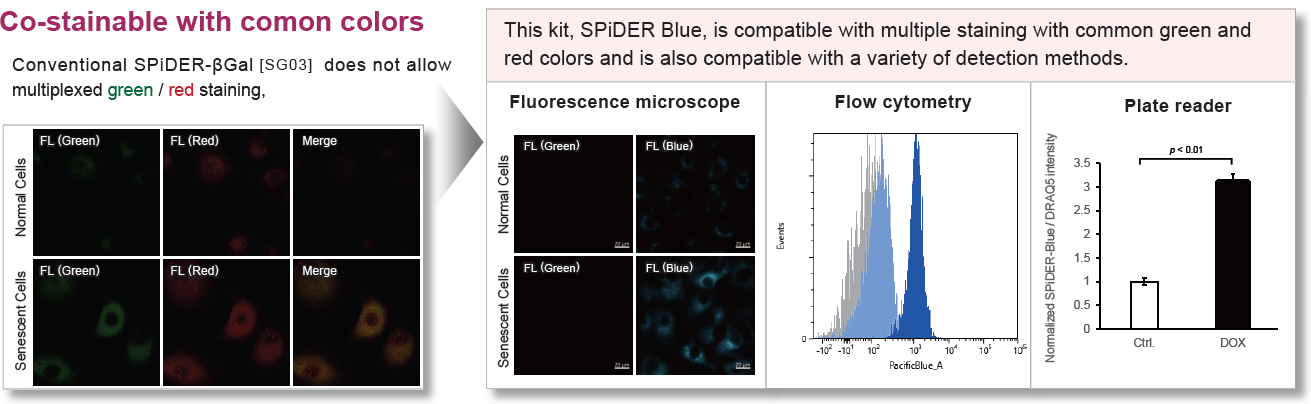 Blue SA-β-Gal detection dye for fixed cells Cellular Senescence ...