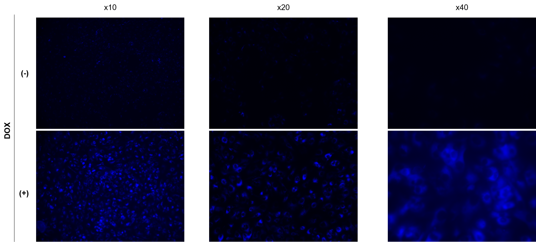 Blue SA-β-Gal detection dye for fixed cells Cellular Senescence ...