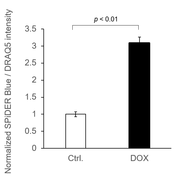 Blue SA-β-Gal detection dye for fixed cells Cellular Senescence ...