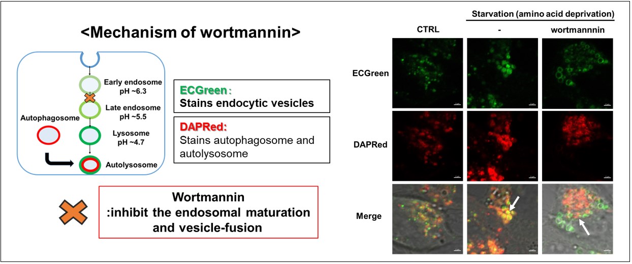 Applications for ROS, Autophagy, Endocytosis, Lysosome, and Metabolism ...