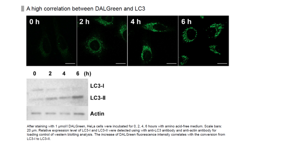 Autophagy Research DOJINDO LABORATORIES