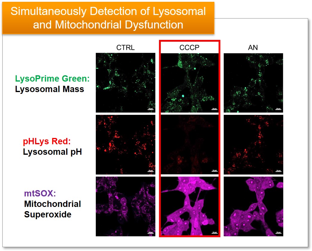 Lysosome Function Analysis - Selection Guide for Detection and Imaging ... Lysosome Function Analysis - Selection Guide for Detection and Imaging ...