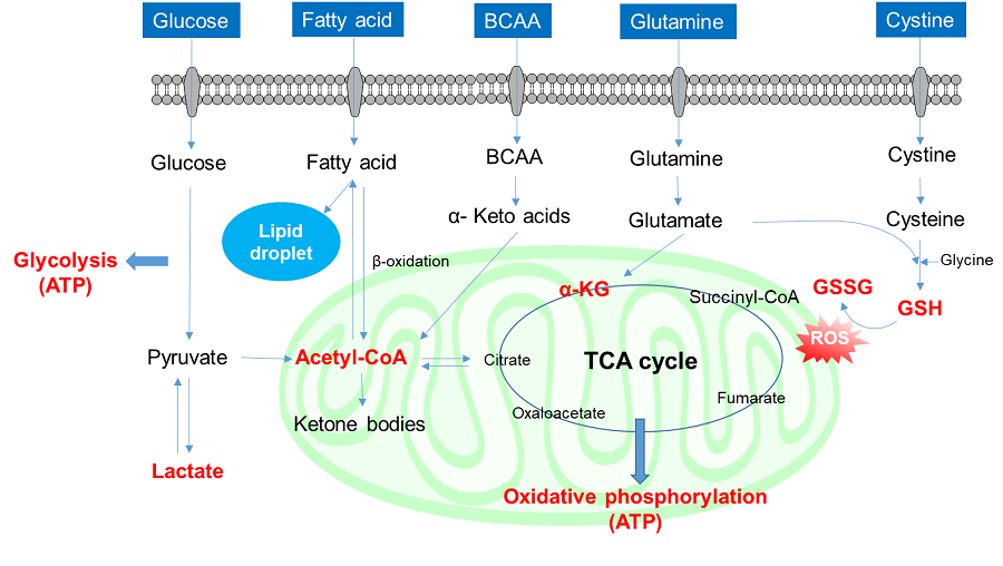 Cellular Uptake Assay Data Collection DOJINDO LABORATORIES