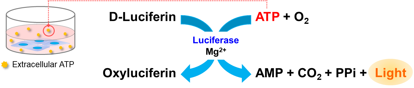 Extracellular ATP Assay Kit-Luminescence E299 manual | DOJINDO