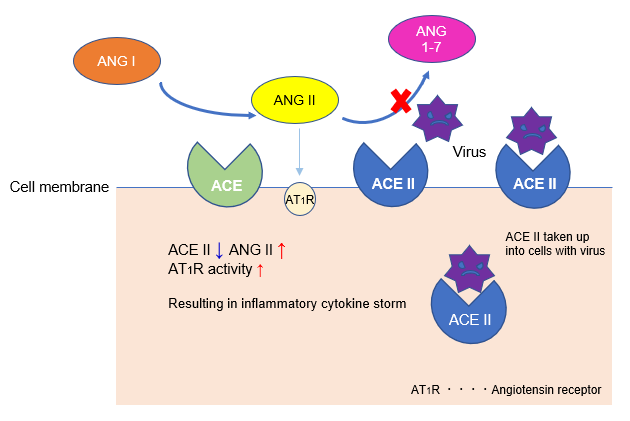 ACE Inhibitory Activity Assay ACE Kit - WST DOJINDO