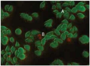 Cell Double Staining -Cellstain- Double Staining Kit DOJINDO