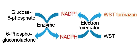 NADP/NADPH Assay NADP/NADPH Assay Kit-WST DOJINDO